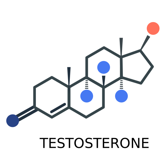 Testosterone | Muscle And Brawn
