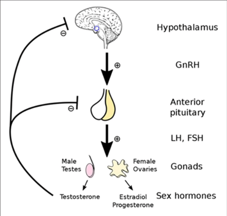 Best Testosterone Cycles I Side Effects, Results And Dosages