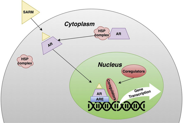 LGD 3033 SARM: Benefits, Uses, Dosage