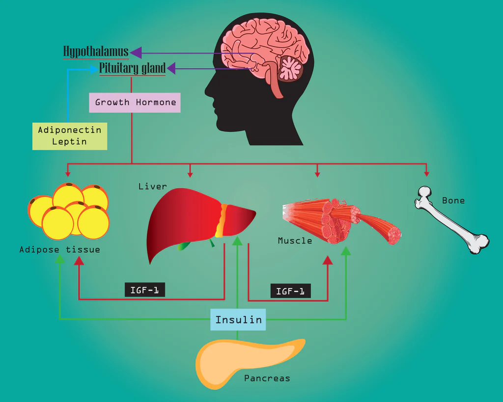 Best Peptides For Bodybuilding - Muscle Growth, Fat Loss
