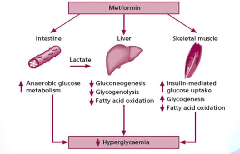 Metformin And Weight Loss - Benefits, Dosage, Bodybuilding