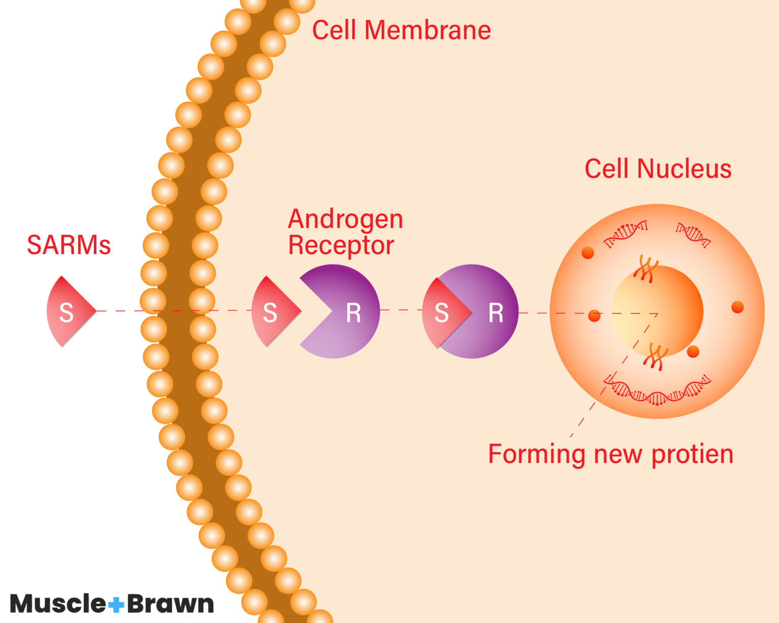 5 Best SARMs For Cardio And Running | Complete Guide 2022