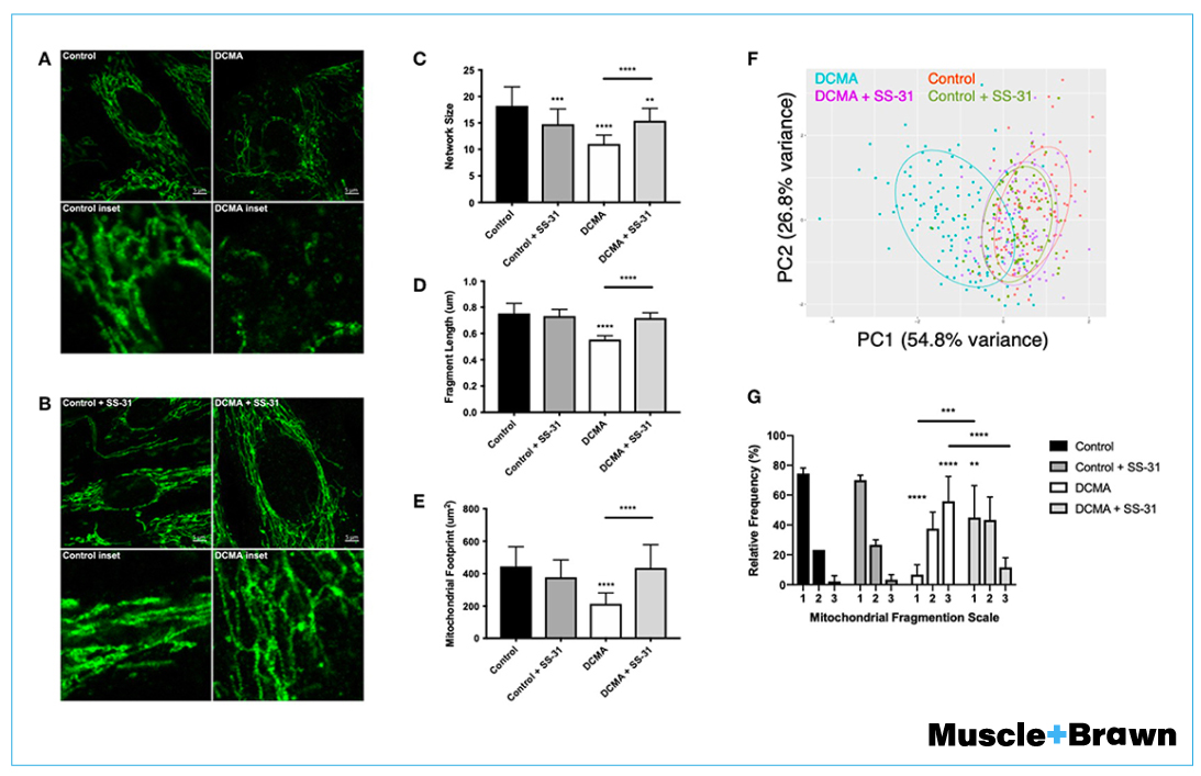 SS-31 Peptide Guide - Benefits, Dosage, Side Effects