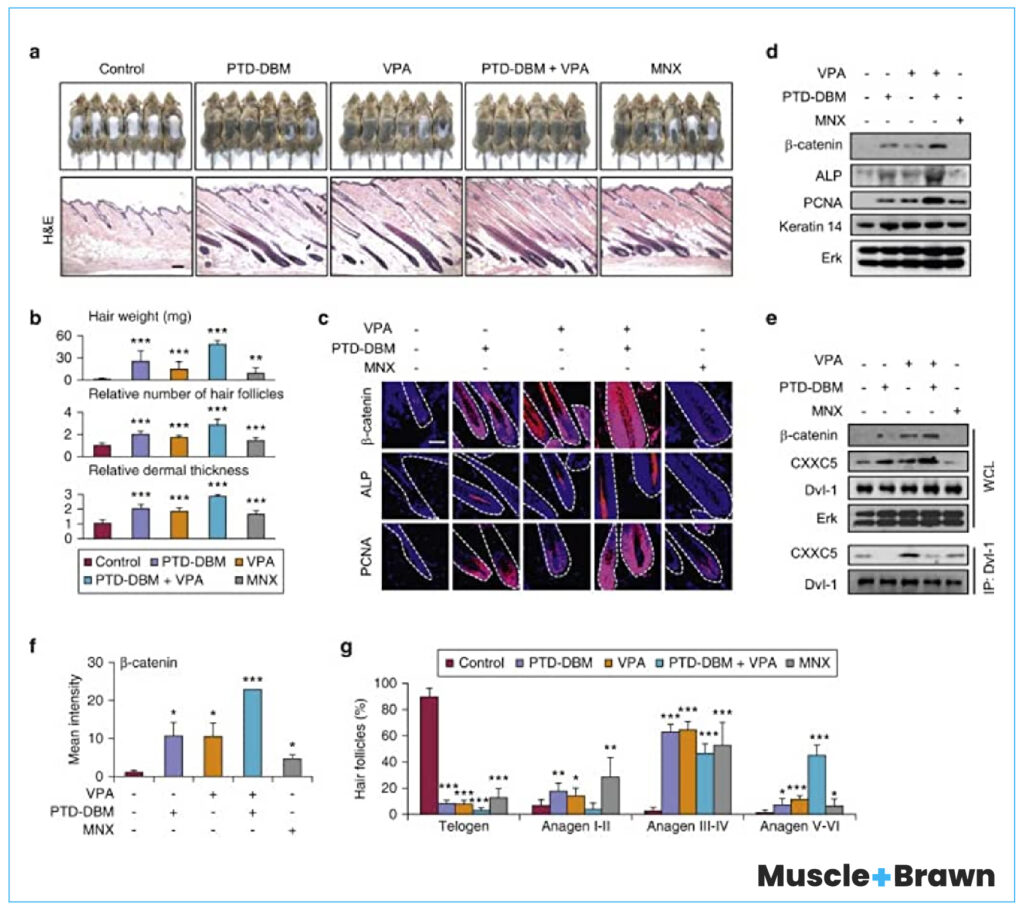 PTD-DBM Peptide Guide - The Best Peptide For Hair Loss?