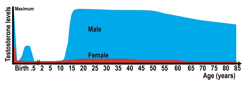 Free Testosterone Range: What Is Good? - Levels By Age Chart