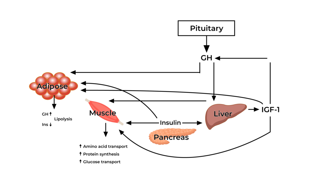 GHRP6 CJC 1295 Stack: A Deep Dive Into Growth Hormone Stimulation