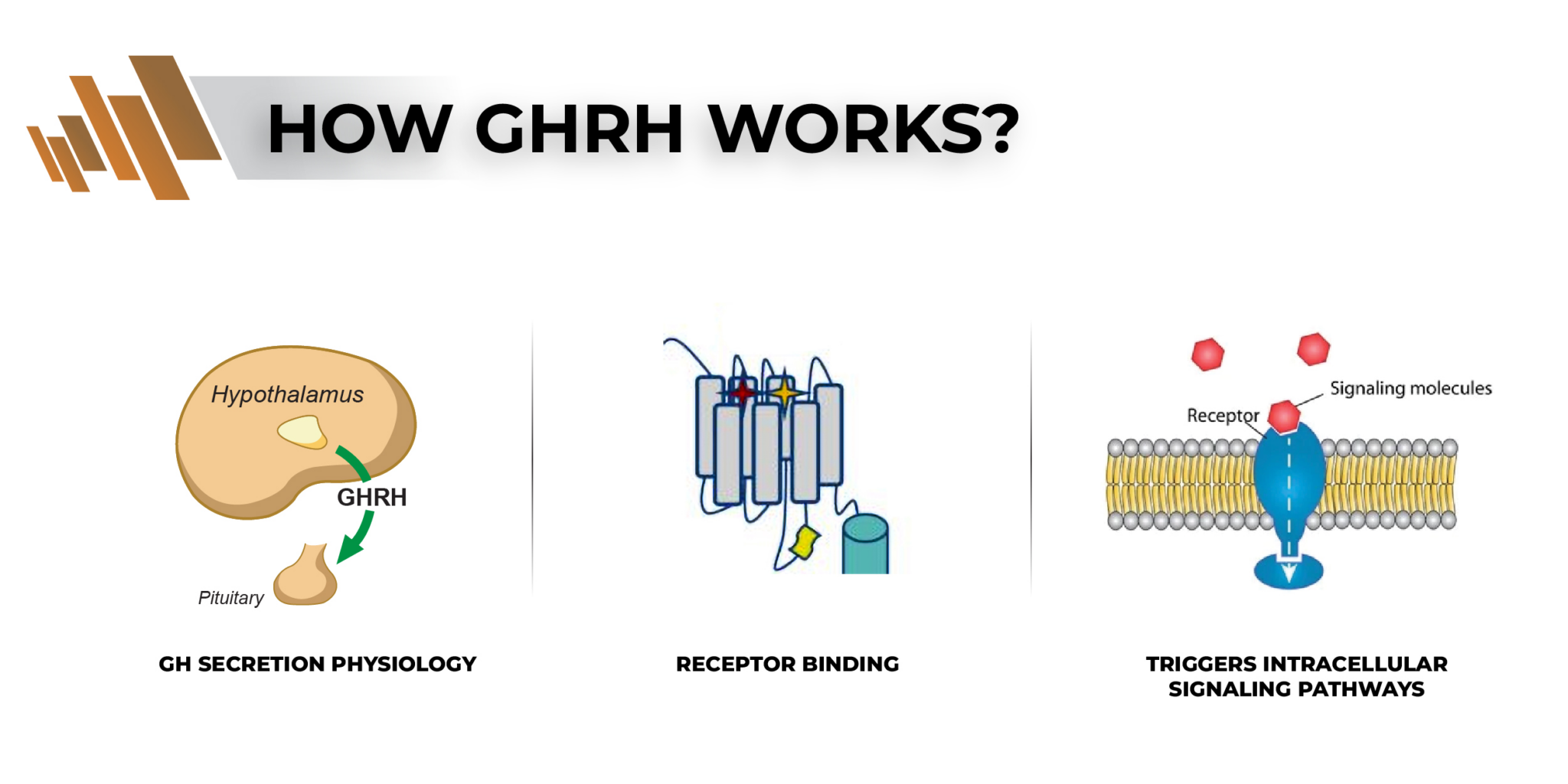 Best GHRP Peptide - Anti Aging, Muscle Growth, Fat Loss