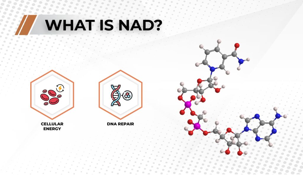 The 5 Best NAD Supplements For Anti-Aging And Cellular Health: Do They ...