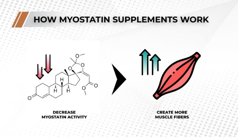 The 2 Best Myostatin Supplements: Benefits, Risks, And Expert Insights
