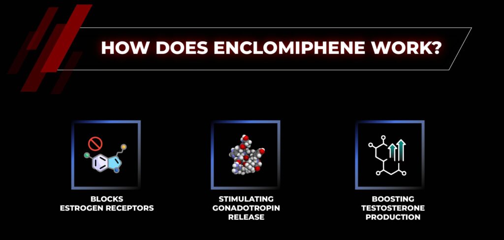 Ultimate Guide To Enclomiphene For Men: Benefits, Side Effects And Dosage