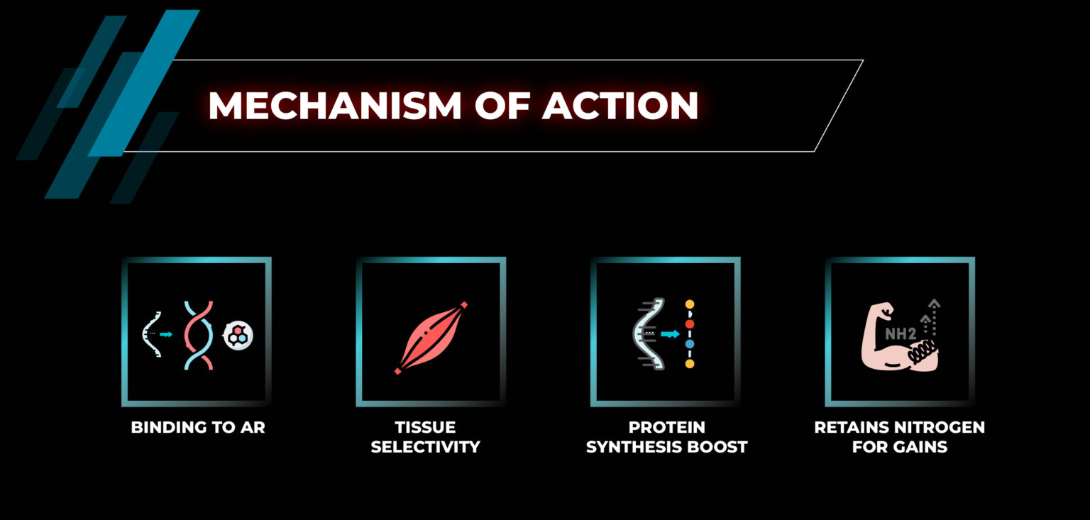 The 5 Best SARMs For Muscle Growth: Benefits, Dosage And Side Effects