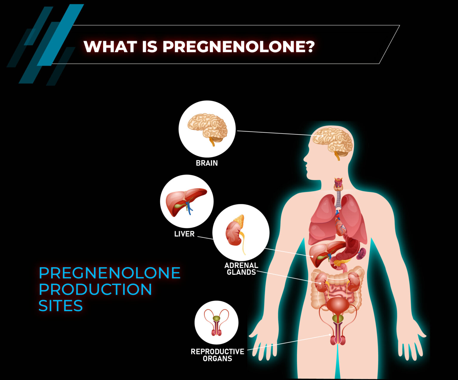 Pregnenolone Supplement: Benefits, Dosage & Side Effects