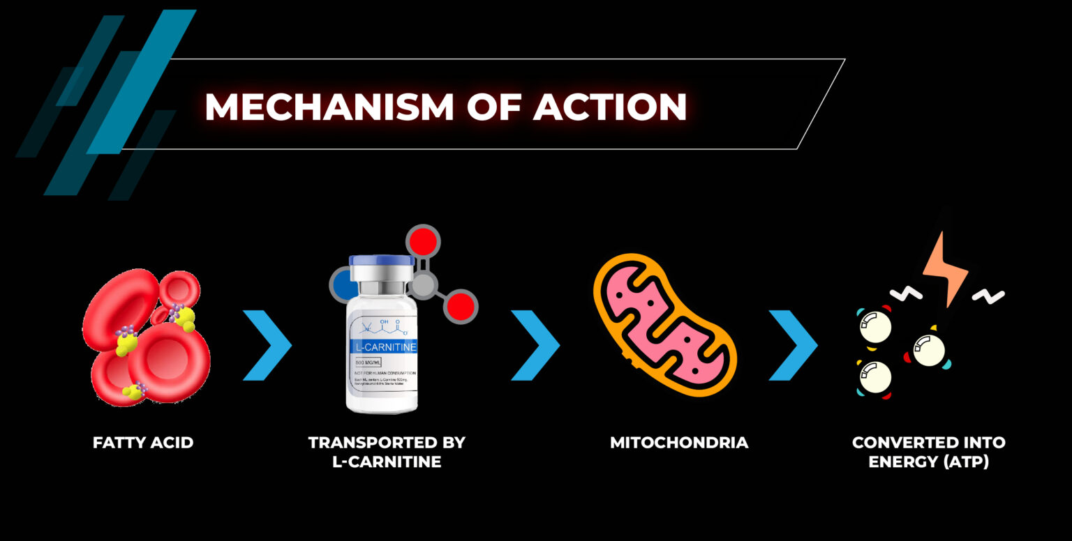 L-Carnitine Injection: Benefits, Dosage And Risks