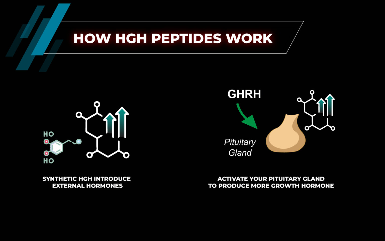 The Best HGH Peptide For Enhancing Muscle Growth And Recovery
