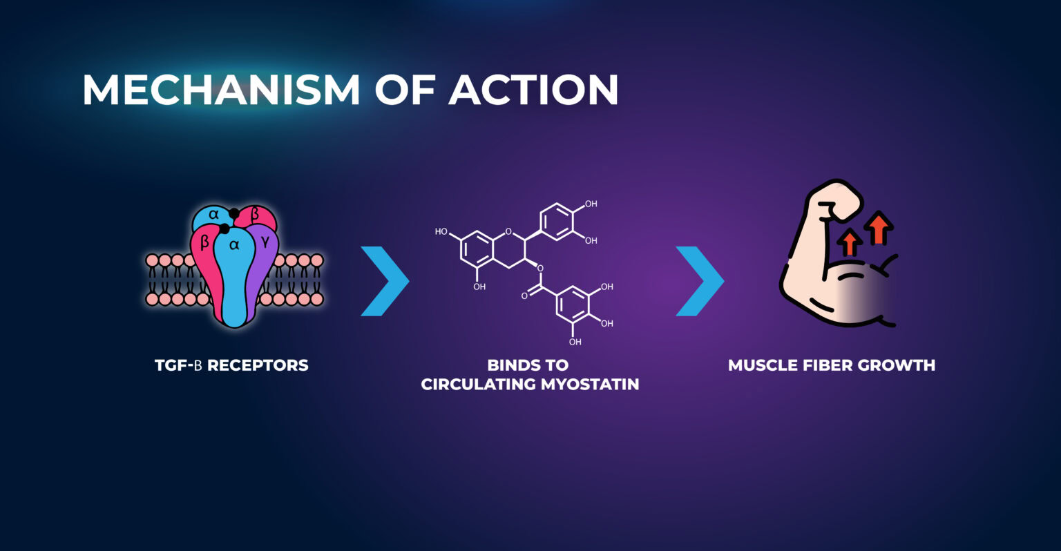 ACE-031 Peptide: Everything You Need For Increased Muscle Growth