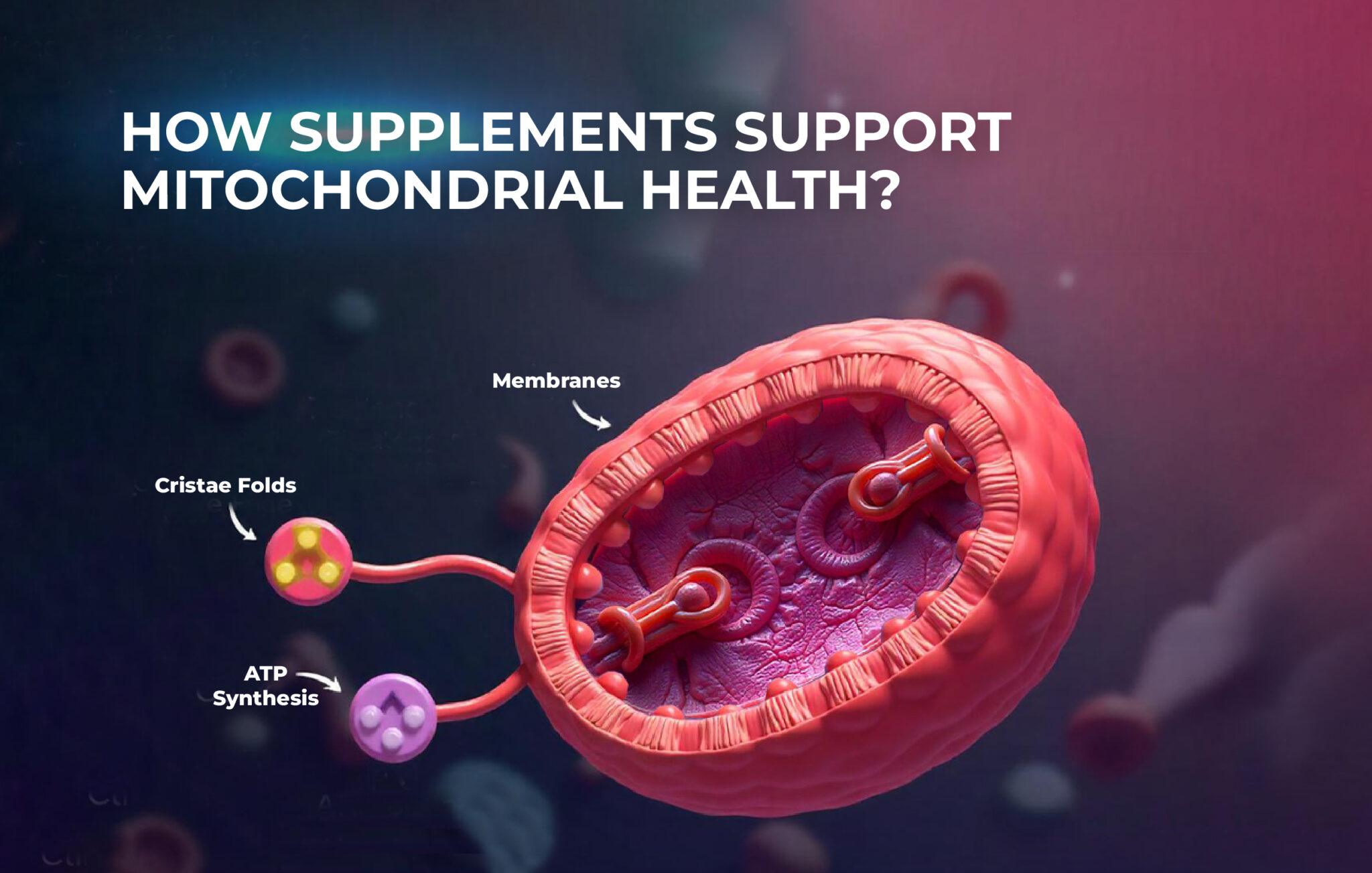 The Best Supplements For Mitochondrial Health: Boost Energy & Vitality