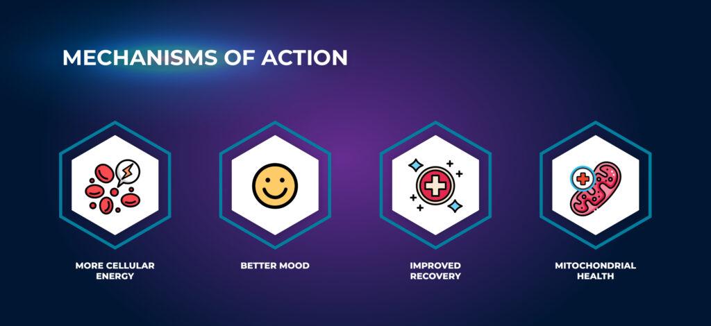 Best Biohacking Supplements For Enhanced Health And Performance