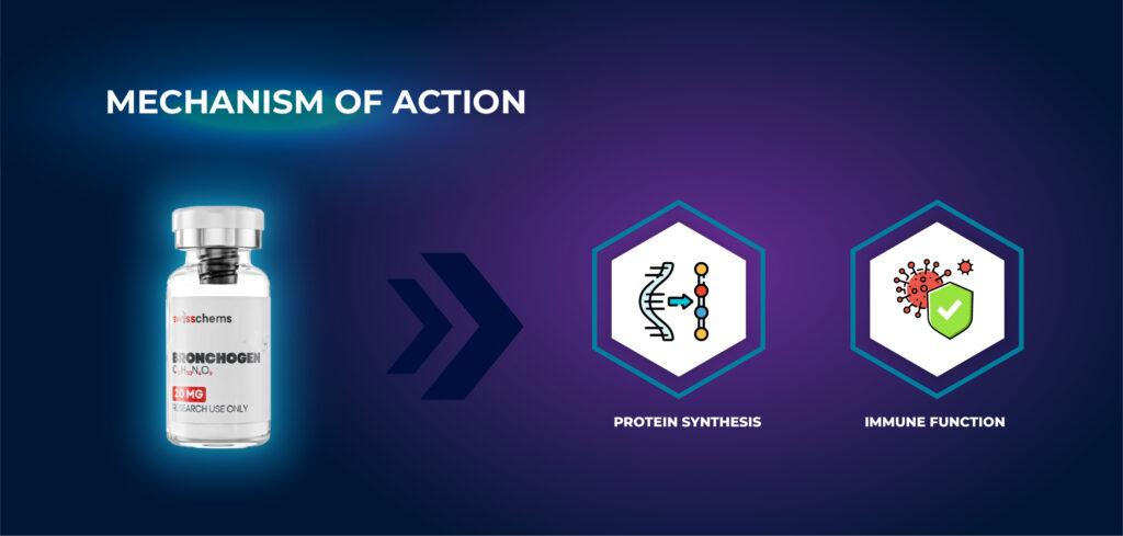 Understanding Bronchogen: Benefits And Uses Of This Bronchial Peptide