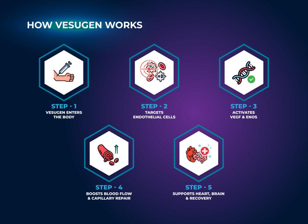 Vesugen: The Vascular Peptide Powering Elite Recovery And Longevity