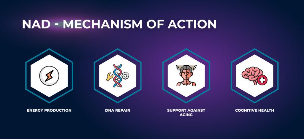 NAC Vs NAD: Understanding Their Key Differences And Benefits