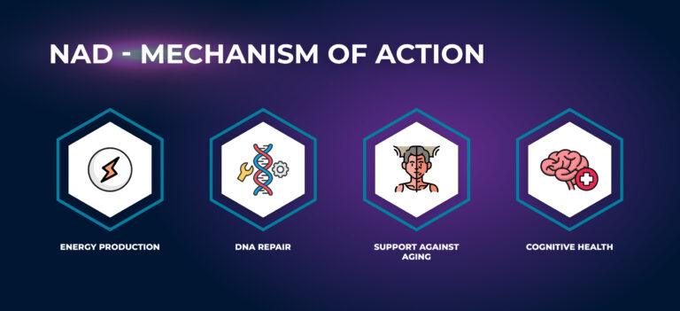 NAC Vs NAD: Understanding Their Key Differences And Benefits