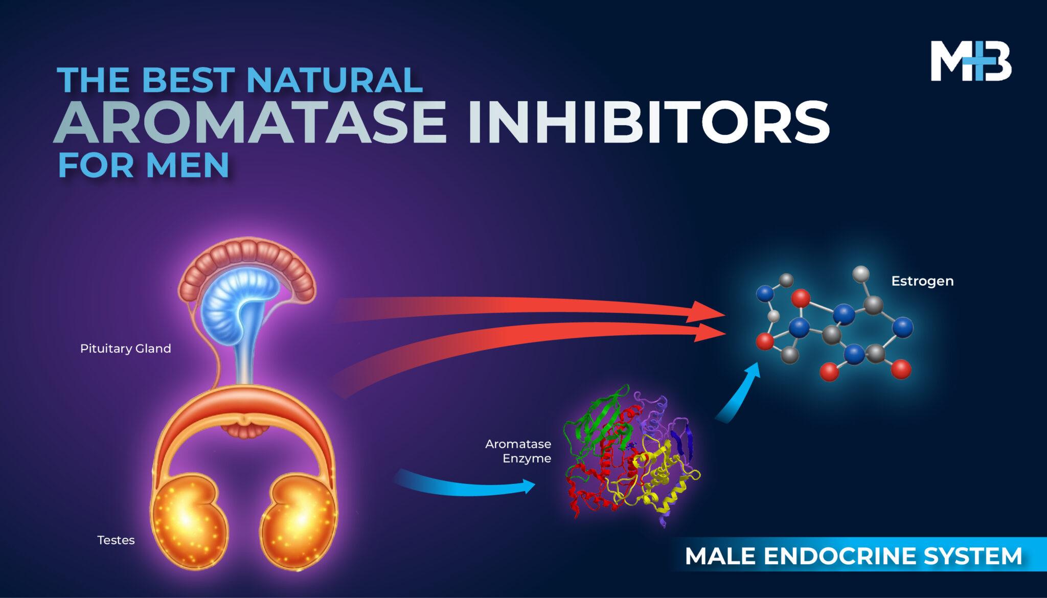 The Best Natural Aromatase Inhibitors For Men: Boost Hormone Balance