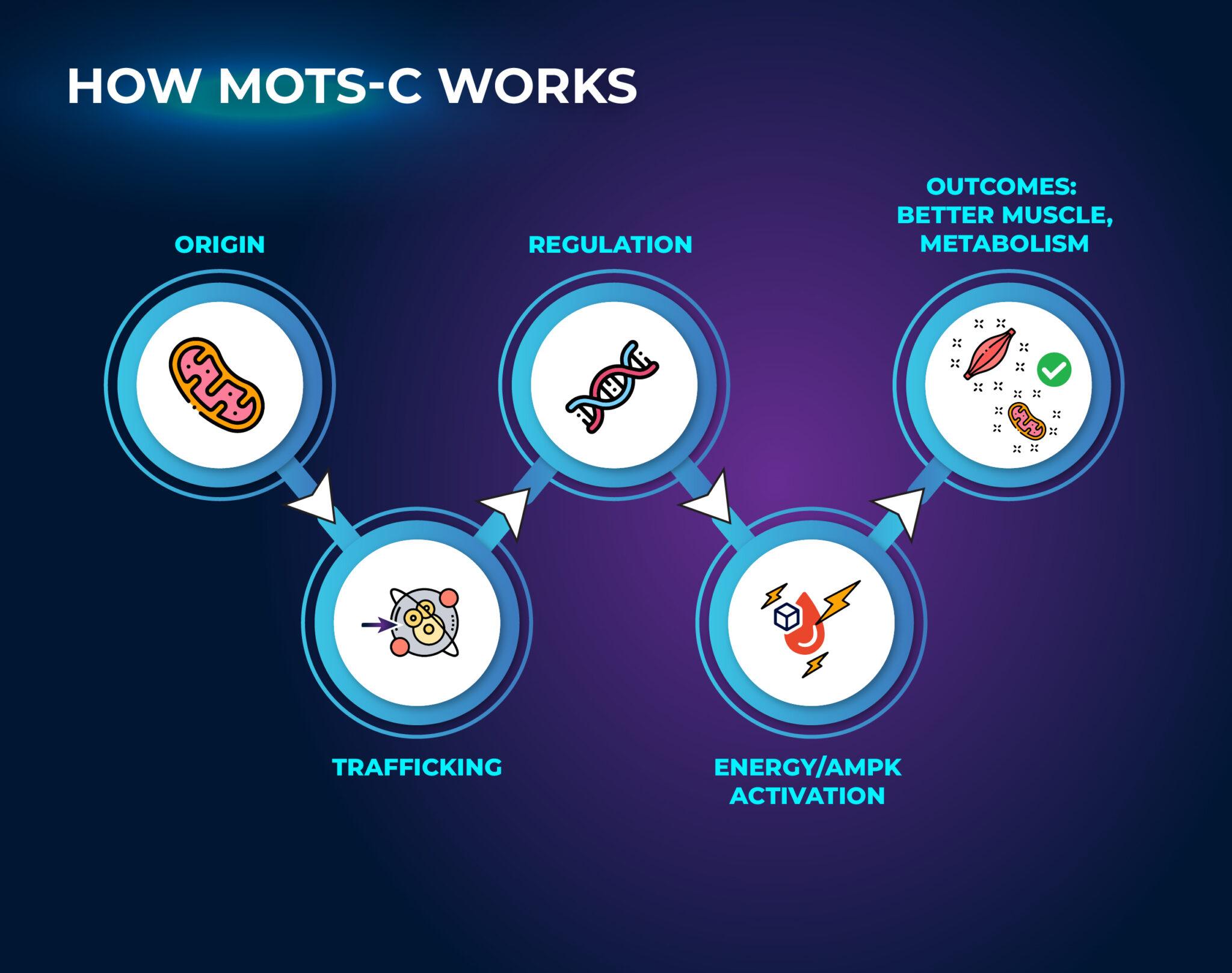 Understanding MOTS-c Before And After: Impacts On Aging And Metabolism