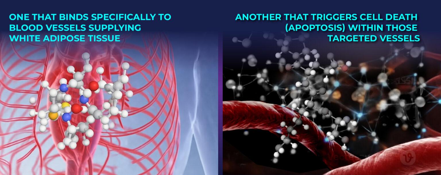 Adipotide (FTPP): The Science Behind This Experimental Fat-Loss Peptide