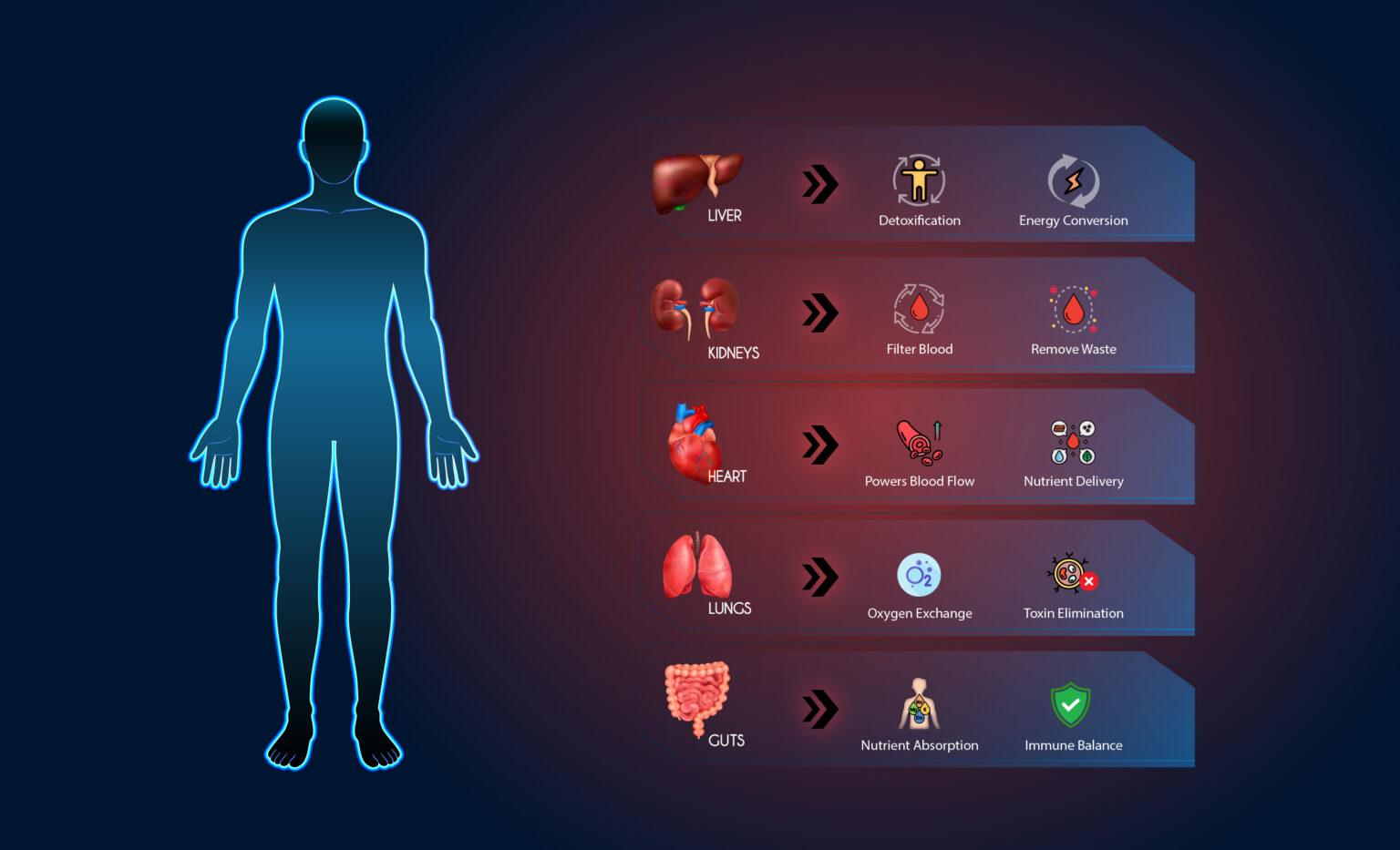Liver And Organ Support: The Ultimate Guide To Detox, Repair, And Peak ...