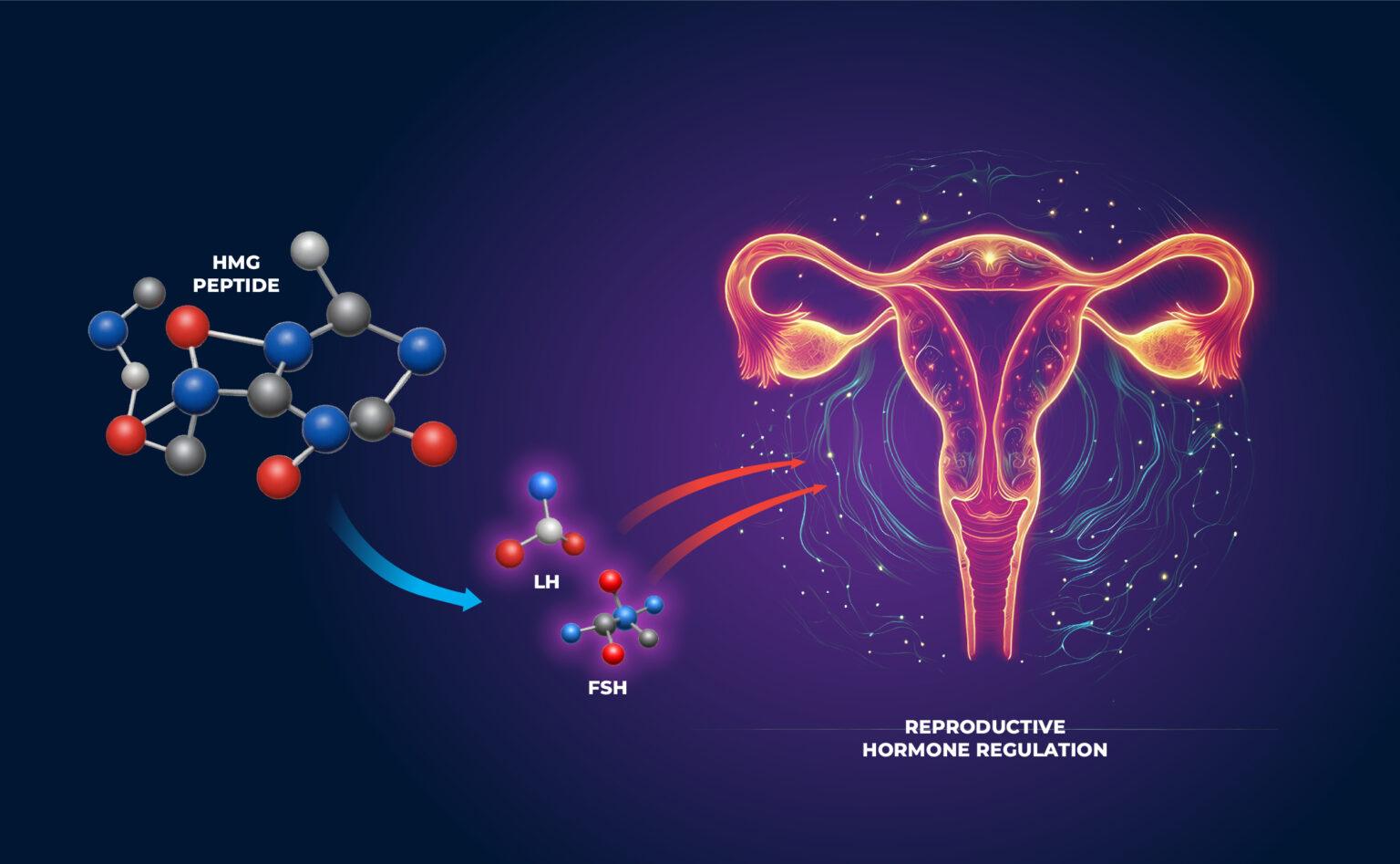 HMG Peptide Explained: Boost Fertility, Testosterone, And Hormone ...