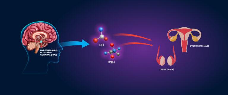 HMG Peptide Explained: Boost Fertility, Testosterone, And Hormone ...
