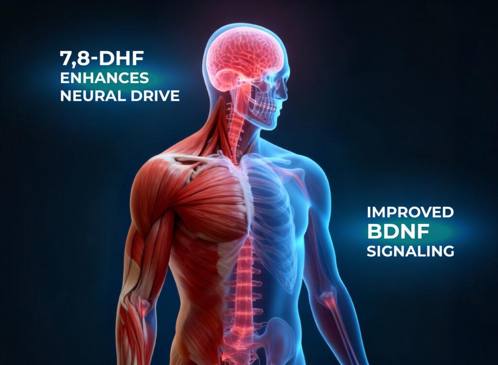 Dihydroxyflavone Explained: The Neuro-Enhancing Flavone That May Boost ...