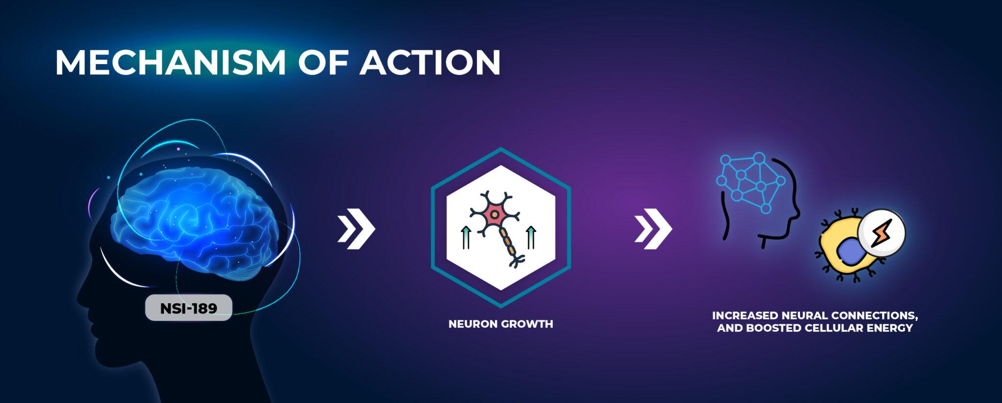 NSI-189 Explained: The Complete Guide To This Powerful Neurogenic Compound